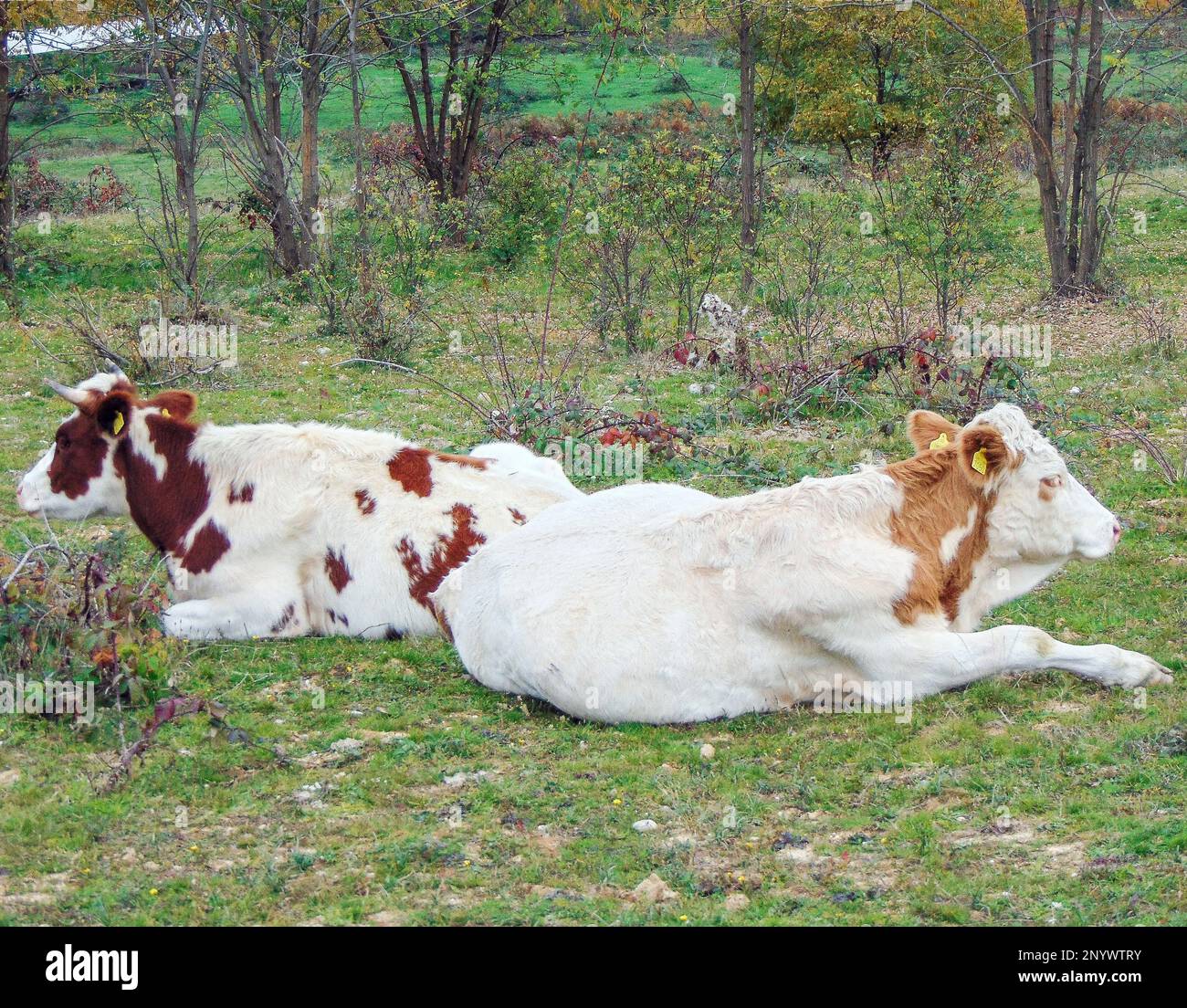 Two cows are sitting on the ground. in Romania Stock Photo - Alamy