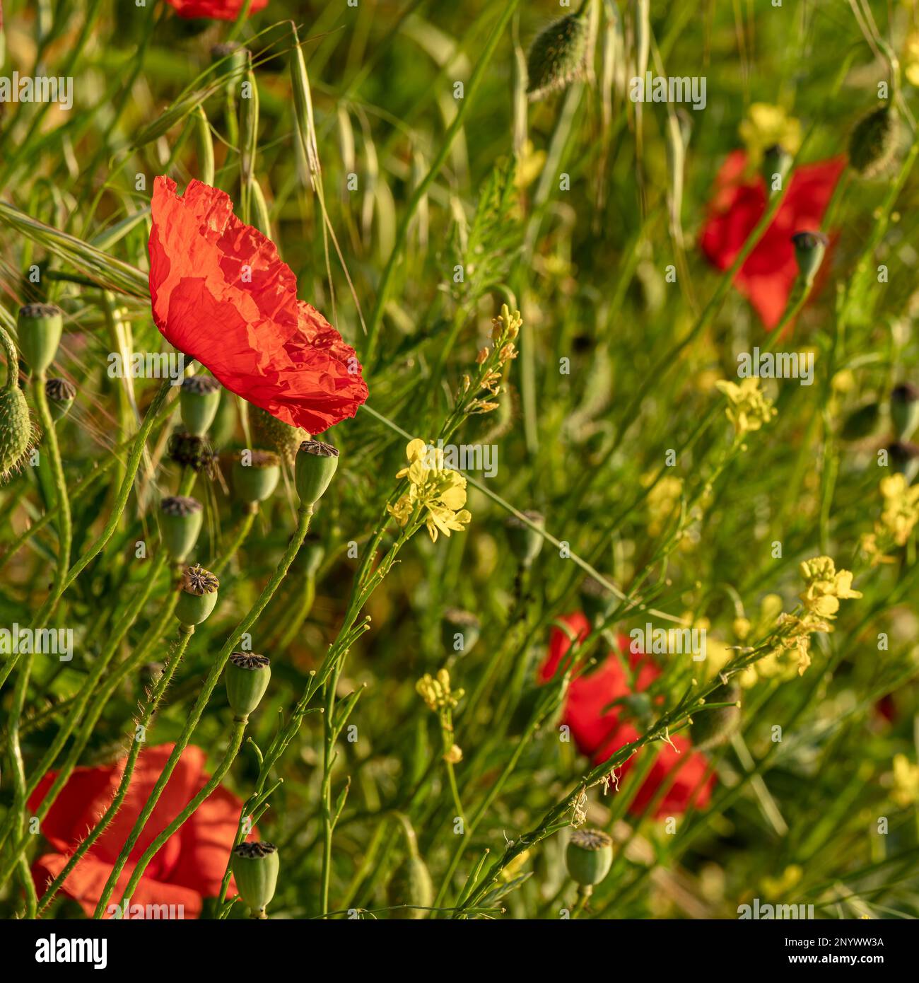 Red poppy flower in Tuscany Stock Photo - Alamy