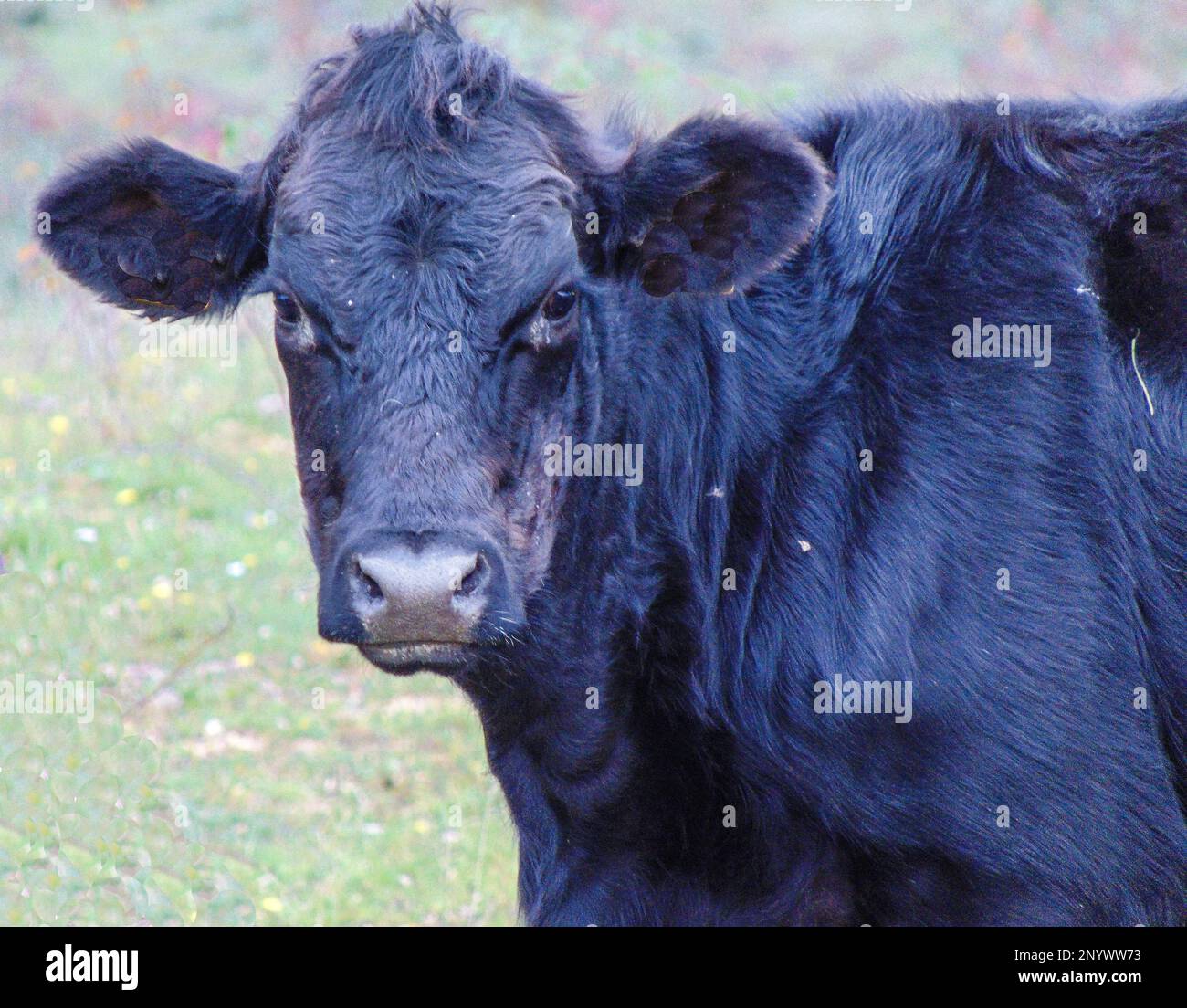 Black calf portrait. in Romania Stock Photo - Alamy