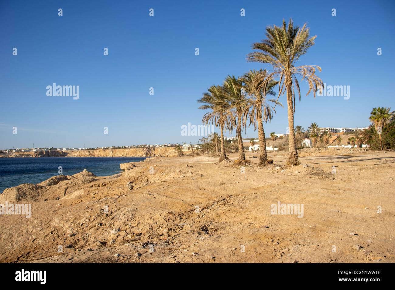 Desert coast line with dark blue water, palm trees and clear blue sky ...