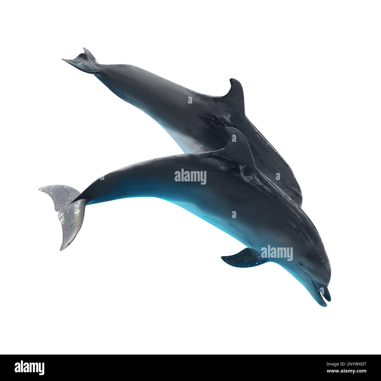 Beautiful grey bottlenose dolphins on white background Stock Photo - Alamy