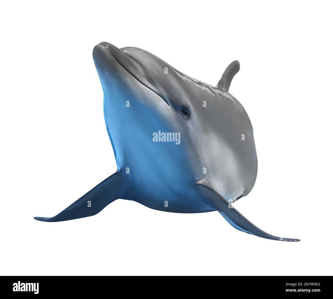 Bottlenose dolphin Cut Out Stock Images & Pictures - Alamy