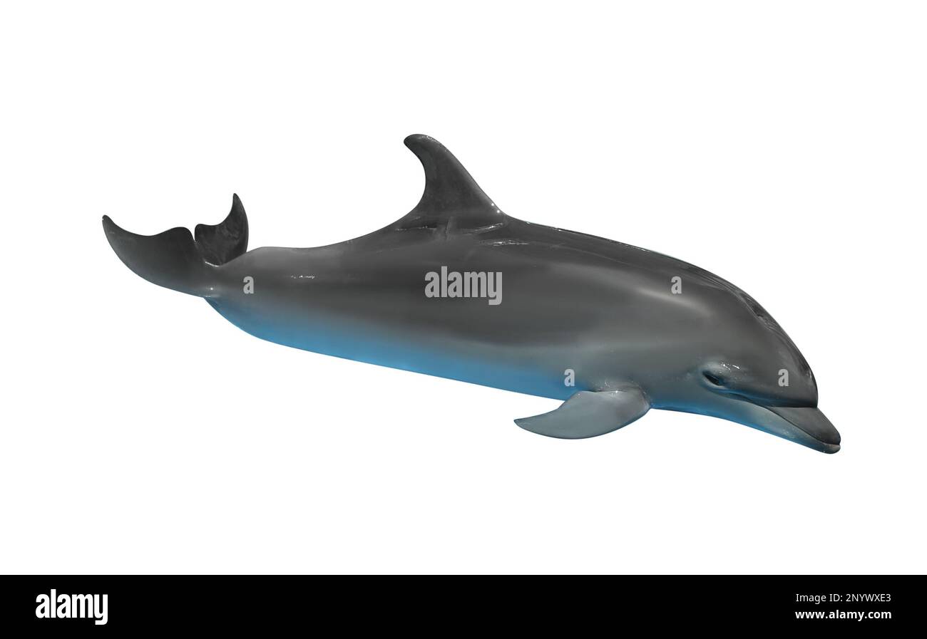 Beautiful grey bottlenose dolphin on white background Stock Photo - Alamy