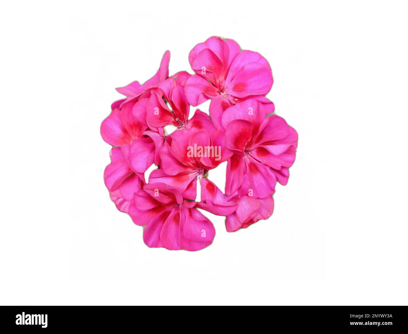 Horseshoe geranium flower isolated on white. Pelargonium zonale Stock ...