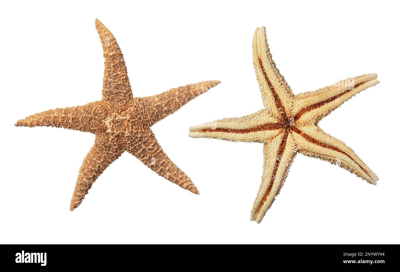 Beautiful sea stars on white background, collage Stock Photo - Alamy