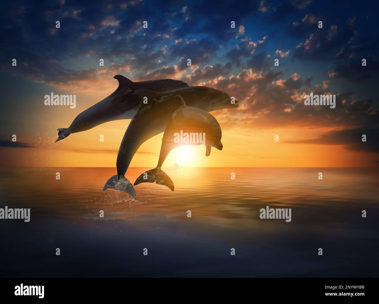 Beautiful bottlenose dolphins jumping out of sea at sunset Stock Photo ...