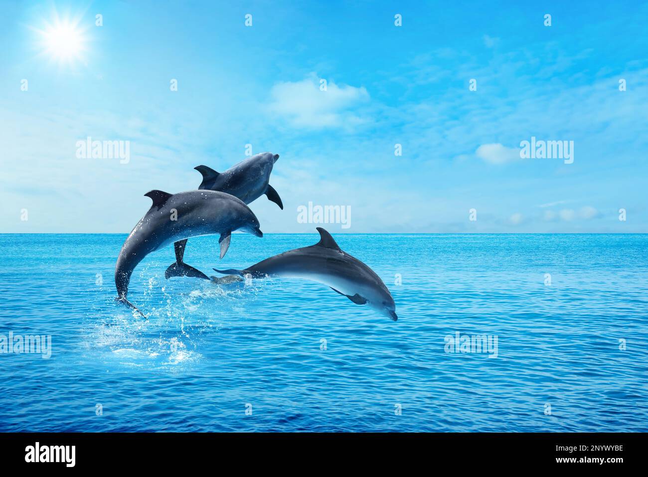 Bottlenose Dolphins Jumping Out Of The Water Two Bottlenose Dolphins