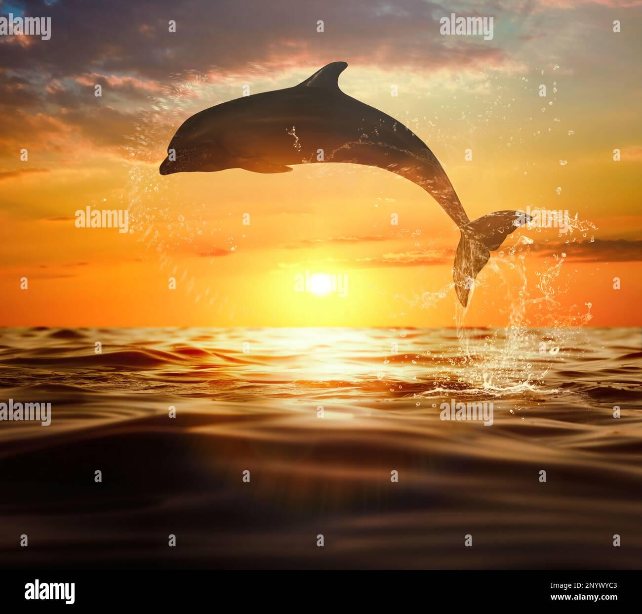 Beautiful bottlenose dolphin jumping out of sea at sunset Stock Photo ...