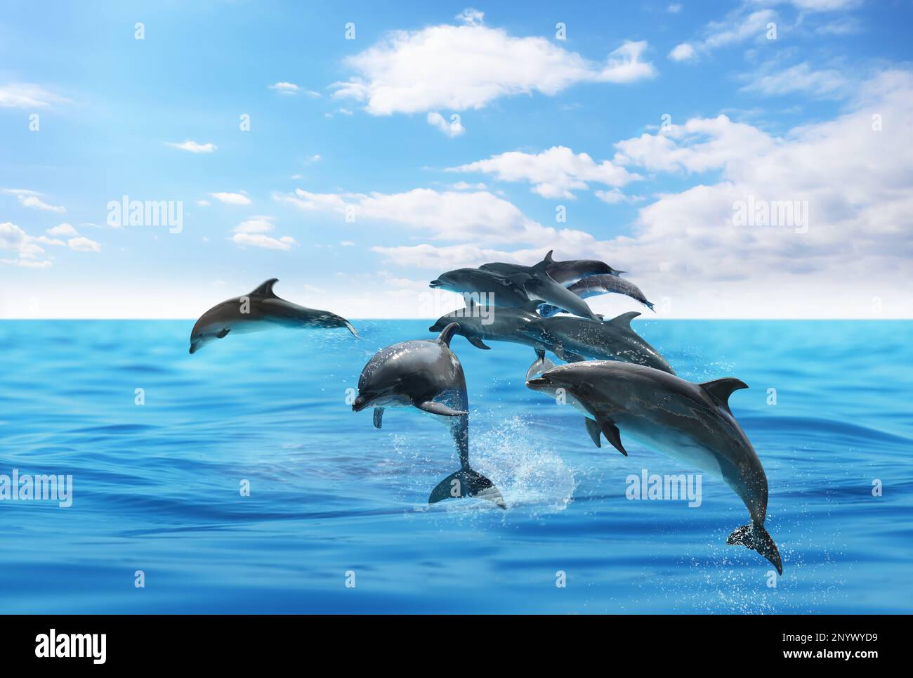 Beautiful bottlenose dolphins jumping out of sea with clear blue water ...