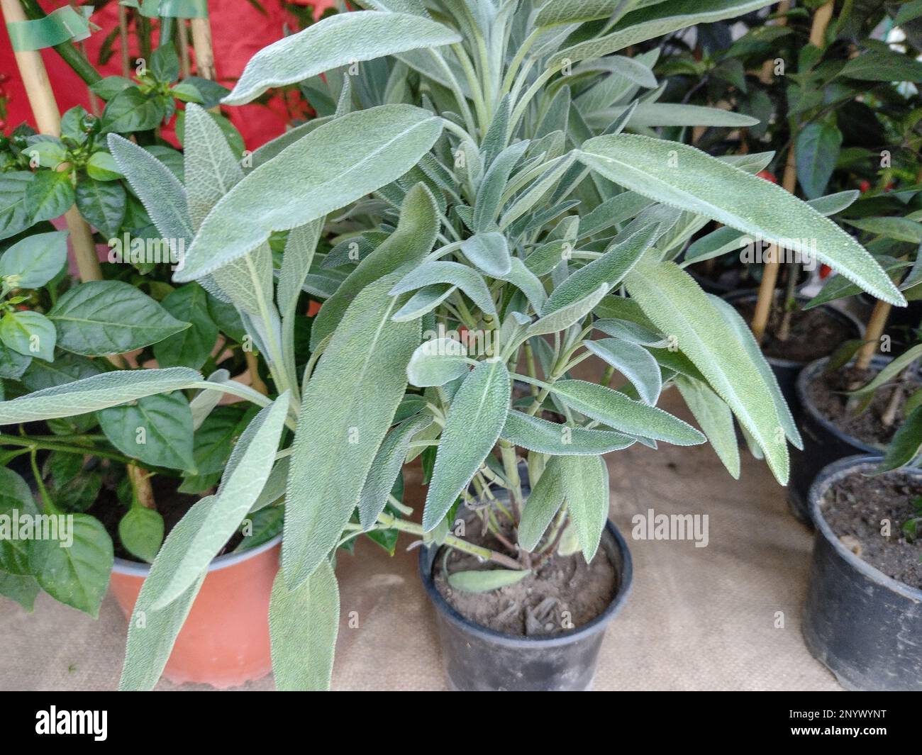 Sage plant in the pot. Salvia officinalis Stock Photo - Alamy