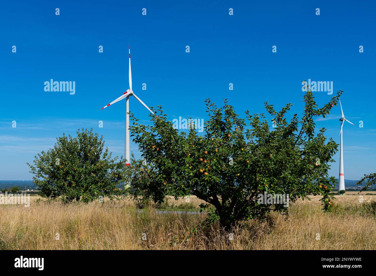 Apple tree with ripe apples grows in a field against the backdrop of ...