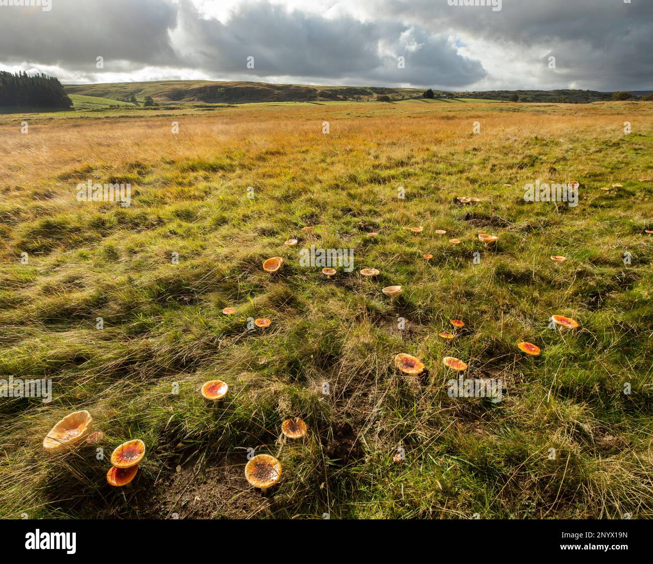 Fly Agaric Amanita Muscaria and Birch Milkcap Lactarius Tabidus ...
