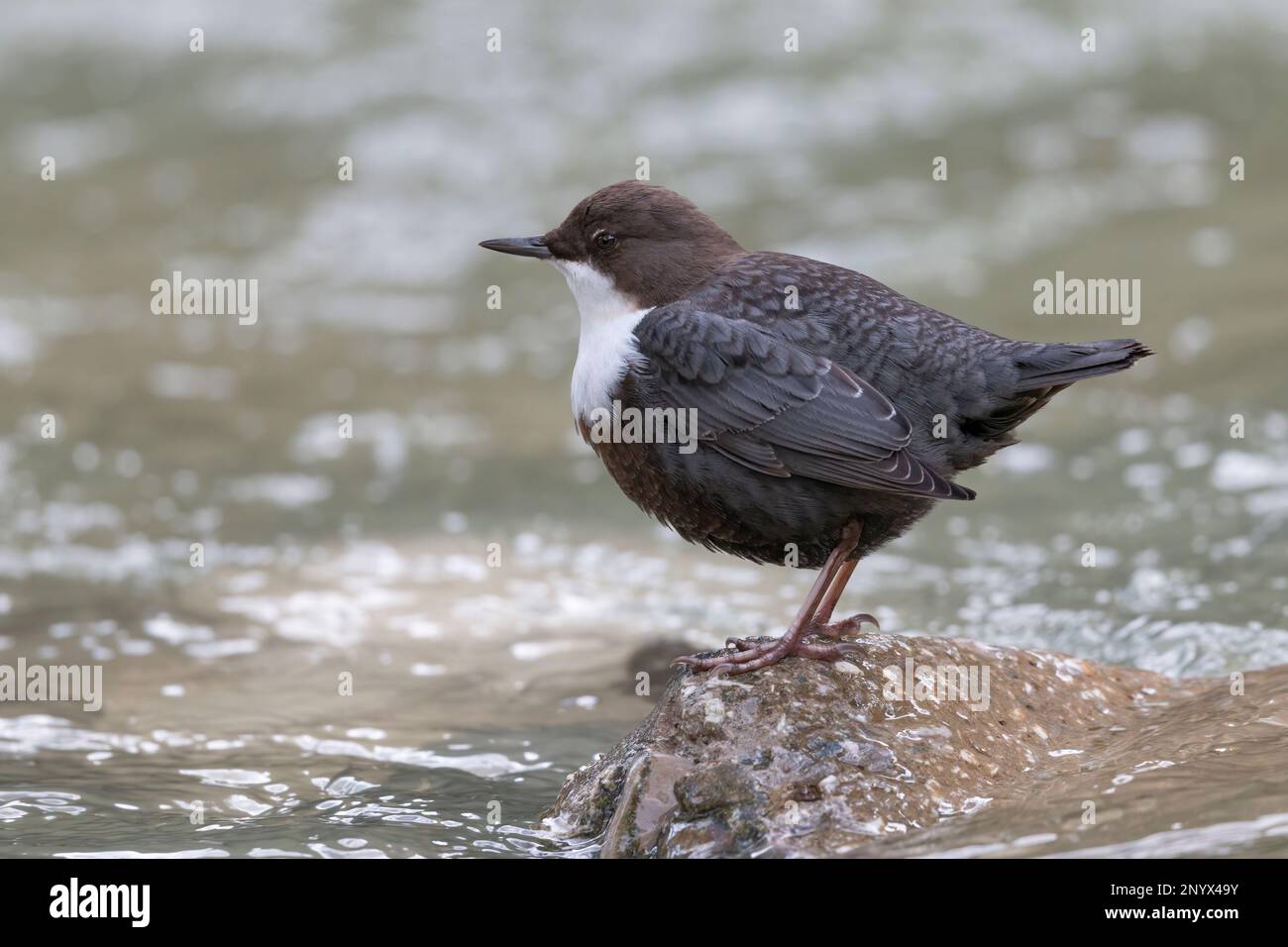 Dipper breeding season hi-res stock photography and images - Alamy