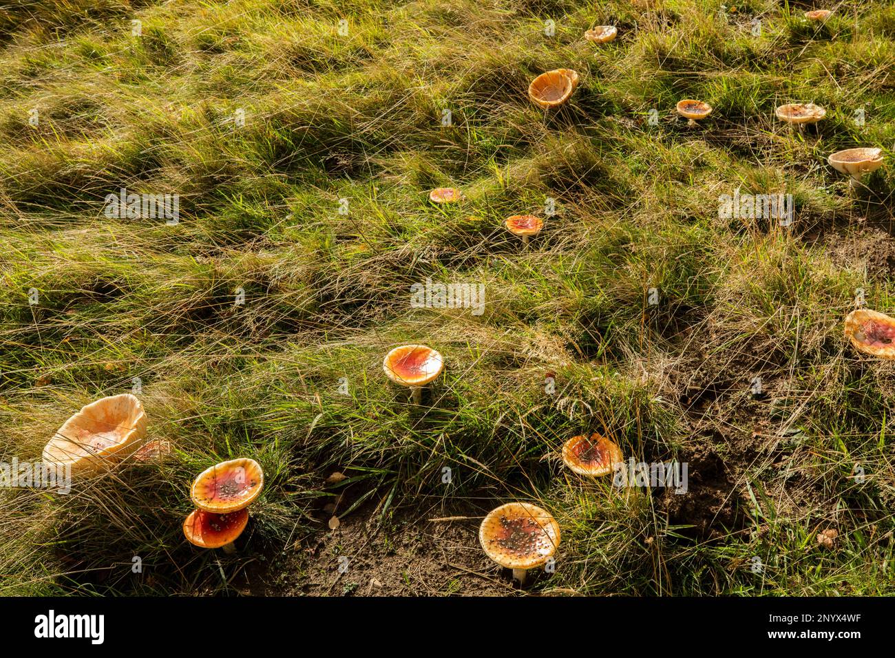 Fly Agaric Amanita Muscaria and Birch Milkcap Lactarius Tabidus ...