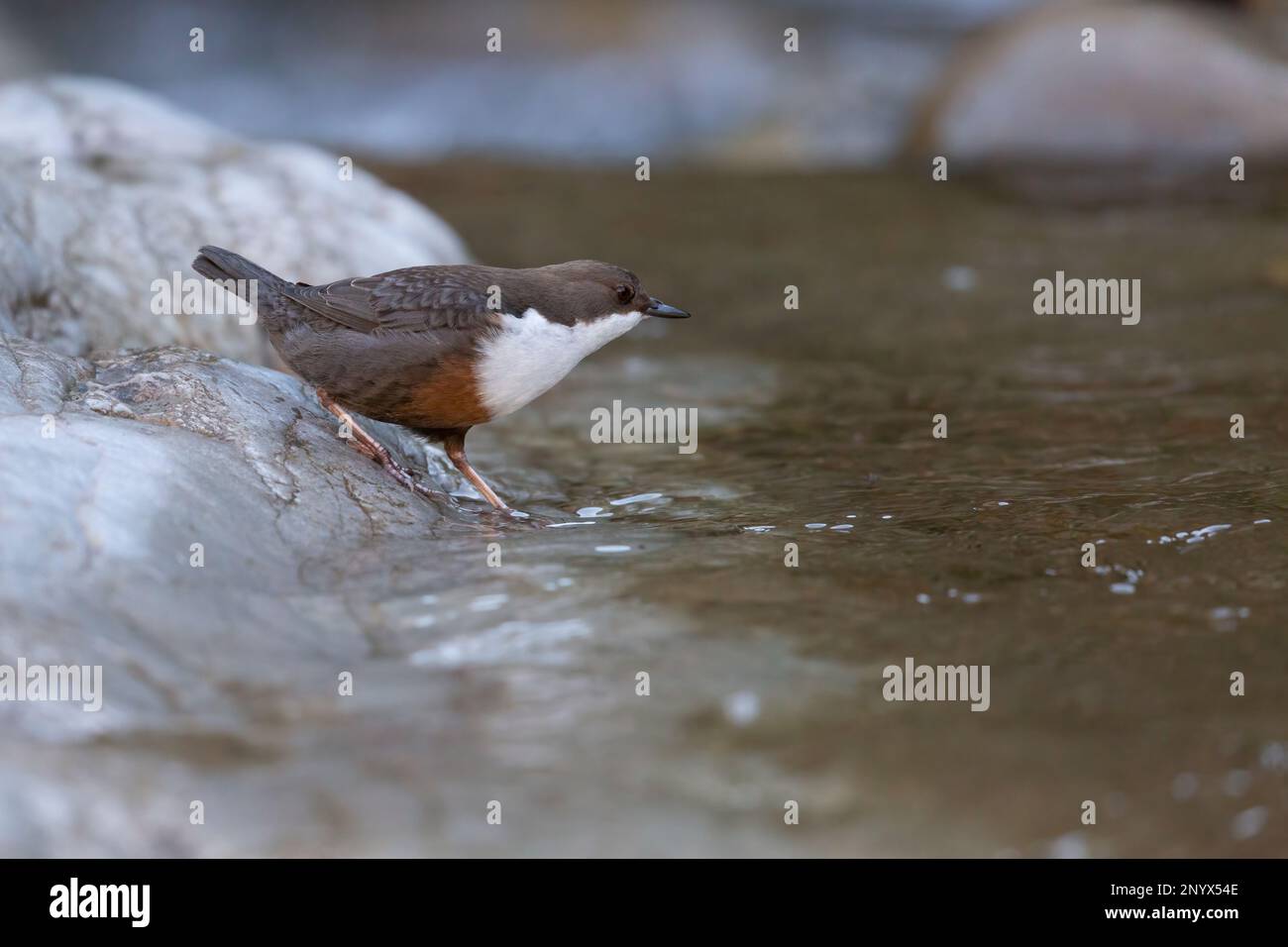 Dipper breeding season hi-res stock photography and images - Alamy