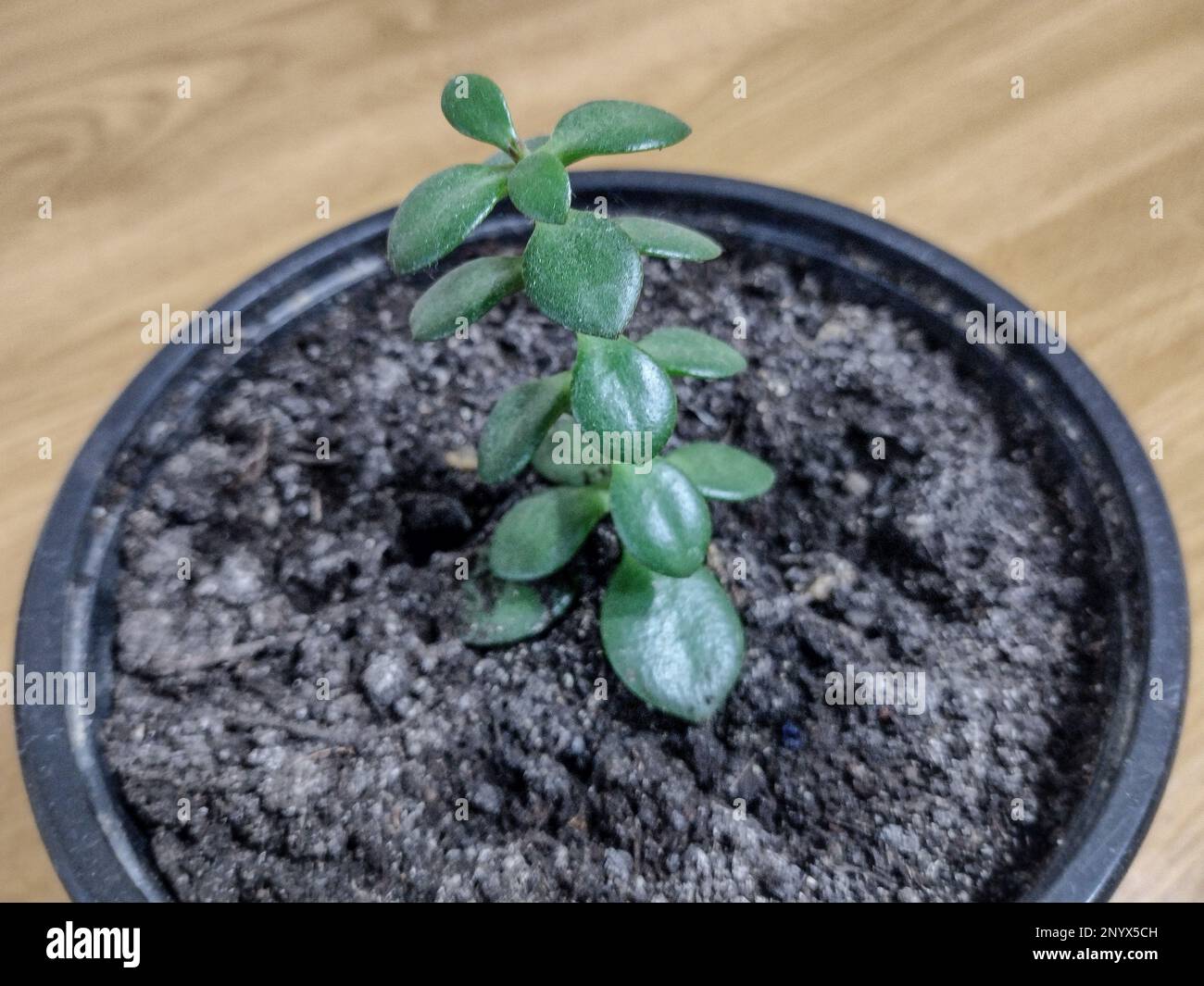 Jade plant (Crassula ovata) plant in the pot Stock Photo - Alamy