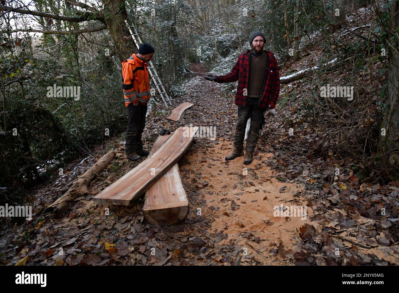 Old dead Elm trunk cut into planks in British woodland Stock Photo - Alamy