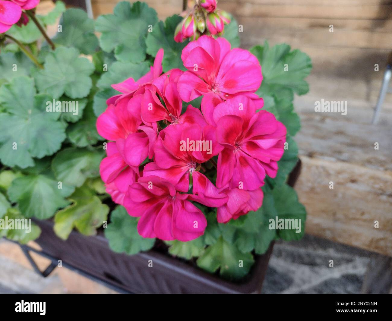 Horseshoe geranium flower in the pot. Pelargonium zonale Stock Photo ...