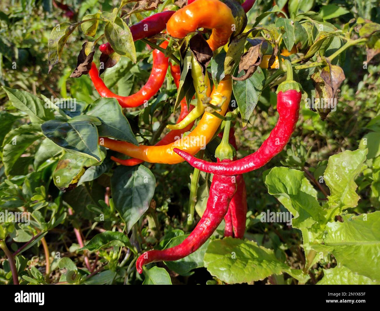 Group of pepper in the garden in Maramures, Romania Stock Photo - Alamy