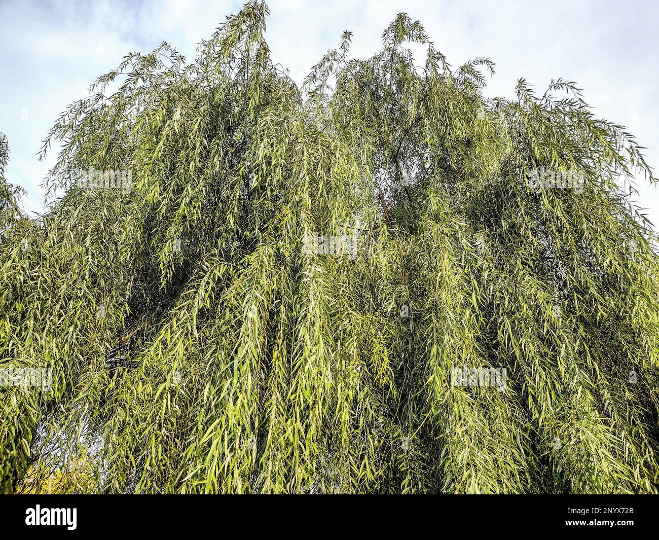 Green willo hi-res stock photography and images - Alamy