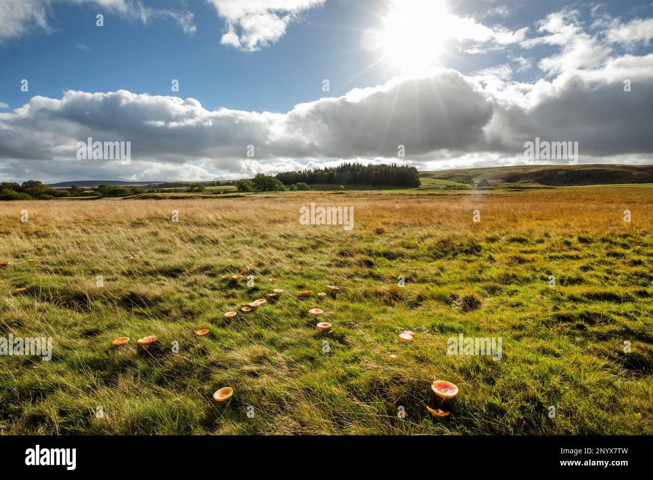 Fly Agaric Amanita Muscaria and Birch Milkcap Lactarius Tabidus ...