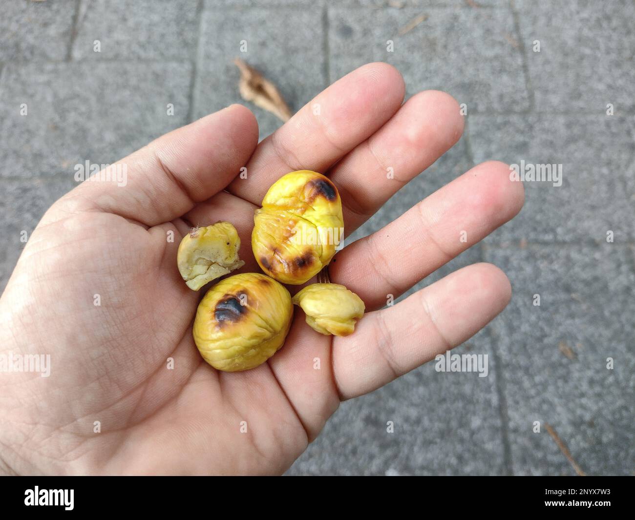 Roasted chestnuts kernel in a hand Stock Photo - Alamy