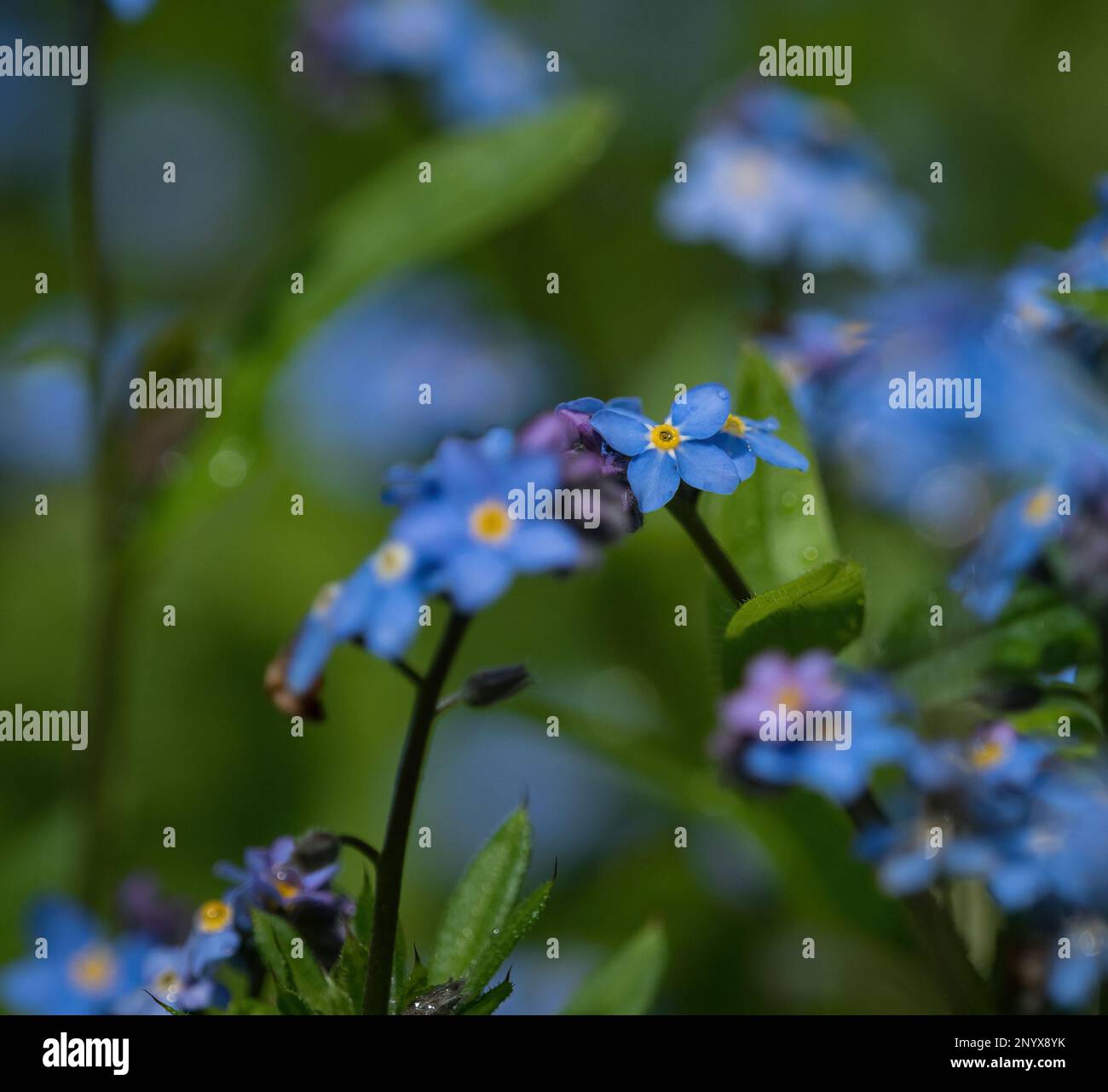 blue forget-me-not closeup flowers flora spring saarland nature outdoor ...