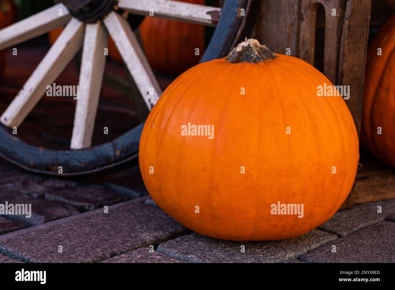 A large orange pumpkin lying on the background of a cartwheel. Close up ...