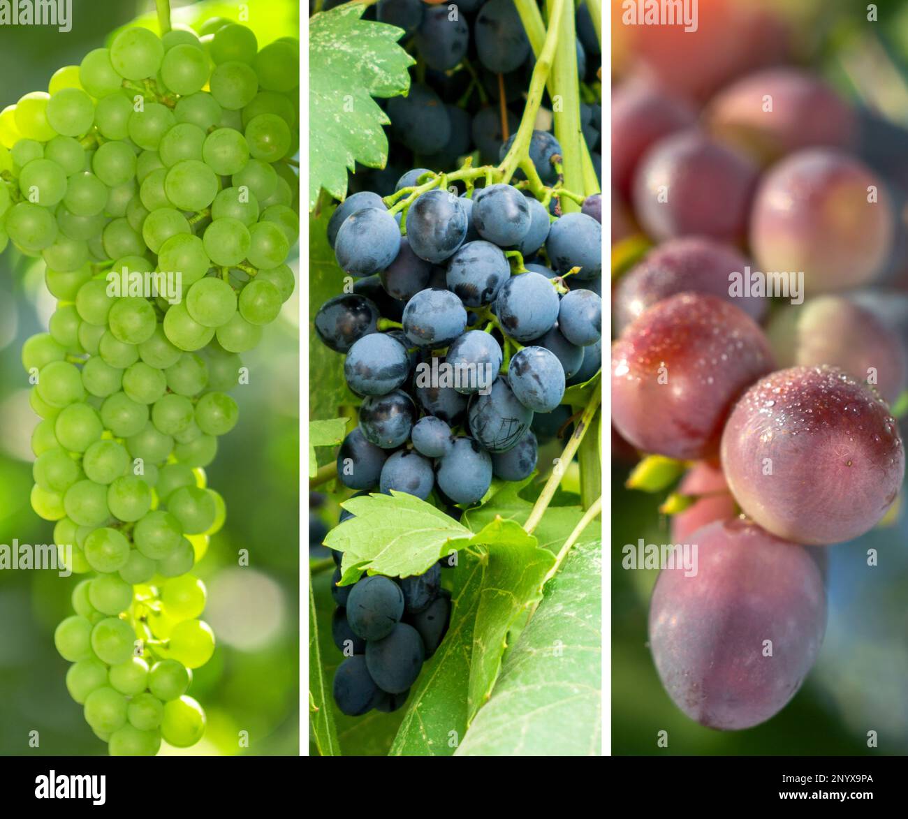 Collage of grapes. Collection of grape clusters growing on the vine ...