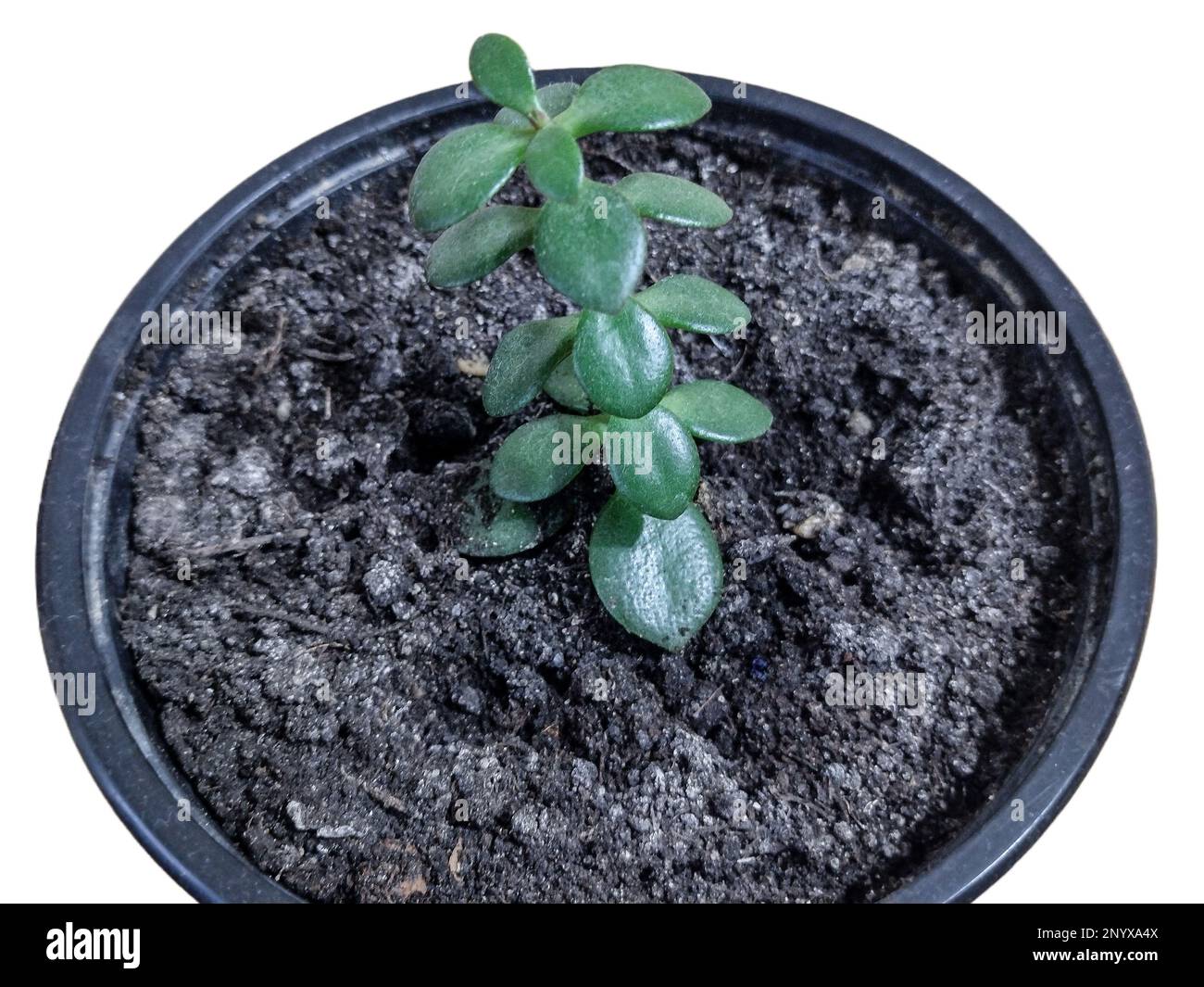 Jade plant (Crassula ovata) plant in the pot Stock Photo - Alamy