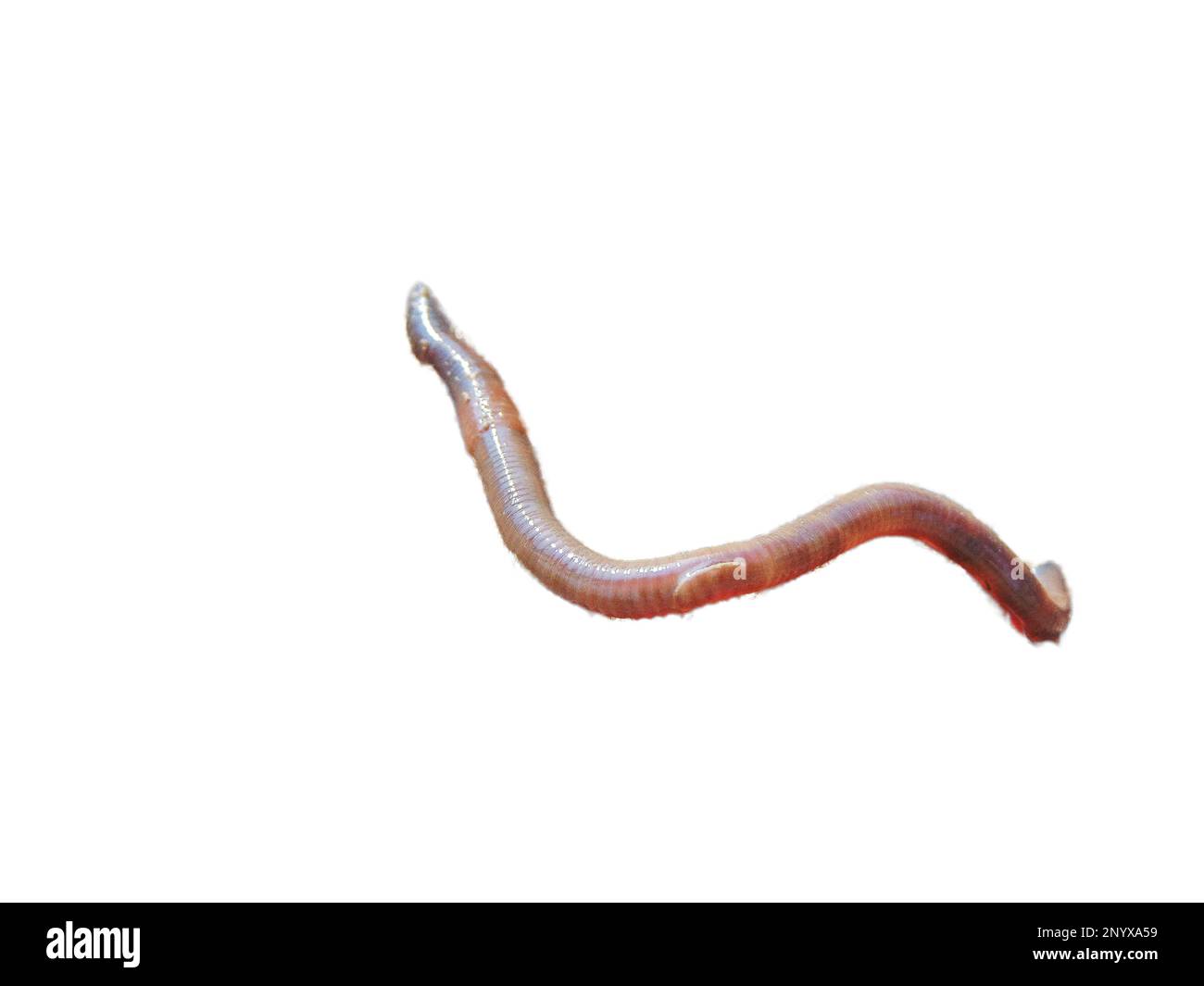 Earth worm Cut Out Stock Images & Pictures - Alamy