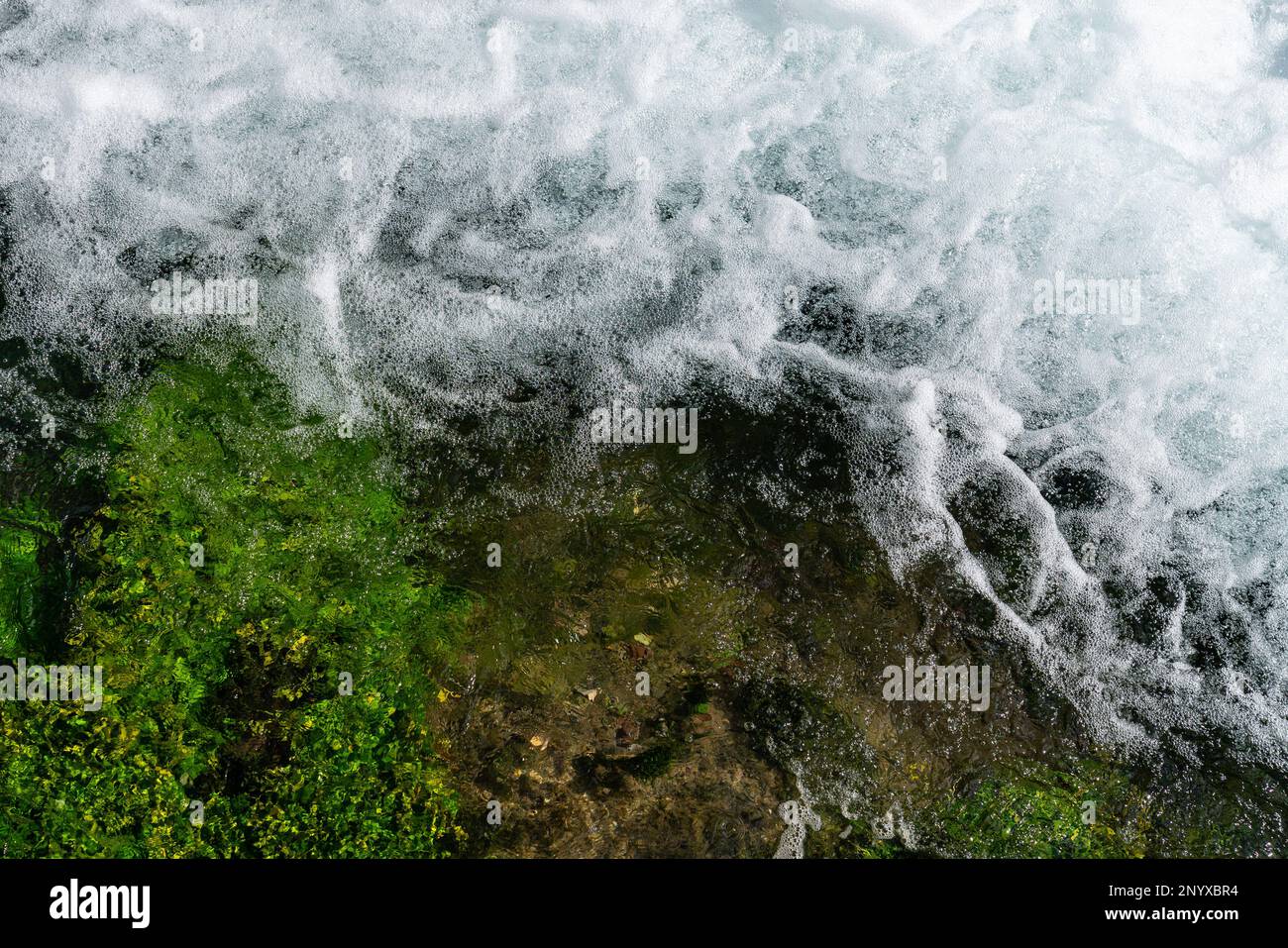 Thick green pond algae texture hi-res stock photography and images - Alamy