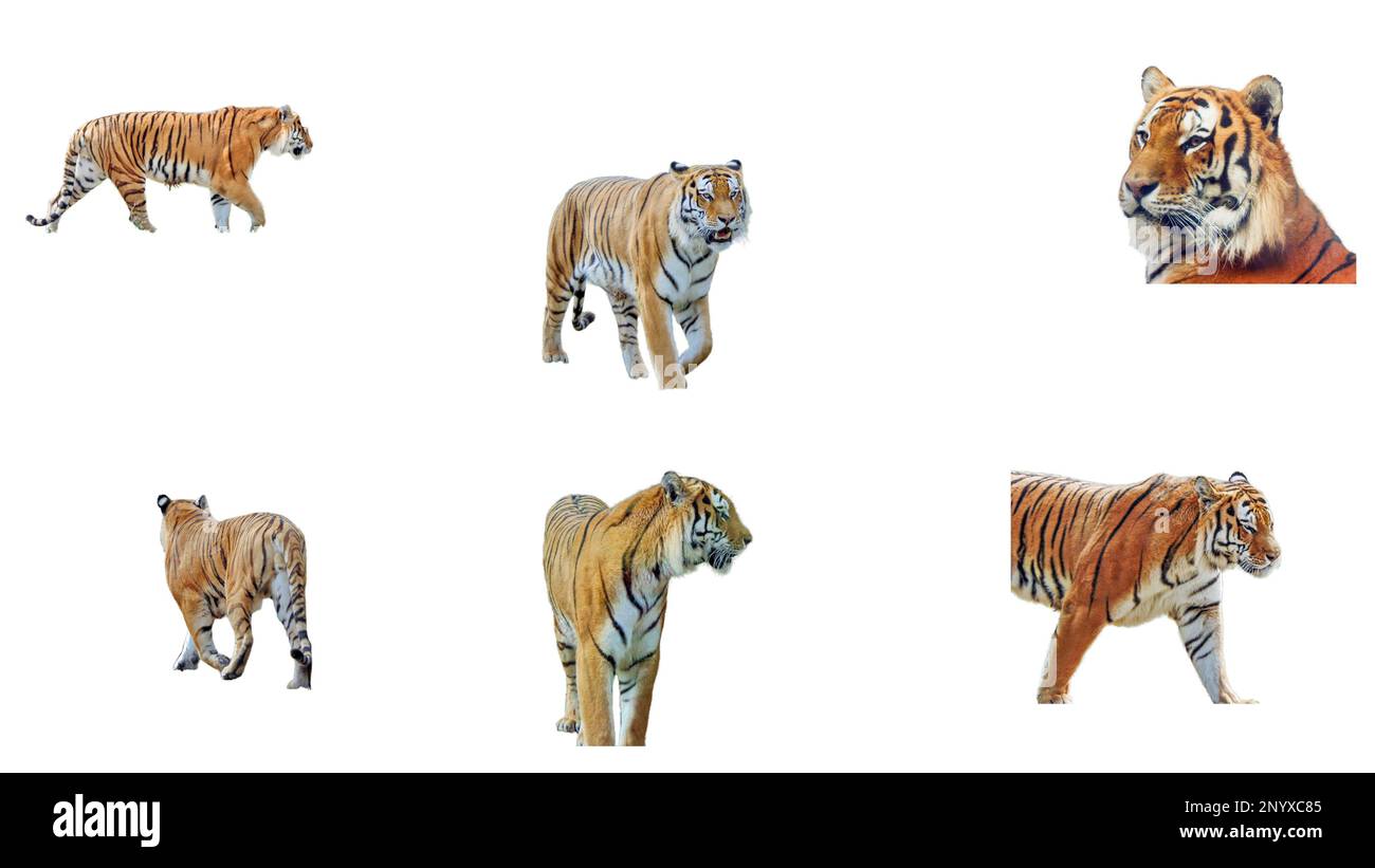 Collage with Siberian tiger isolated on white Stock Photo - Alamy
