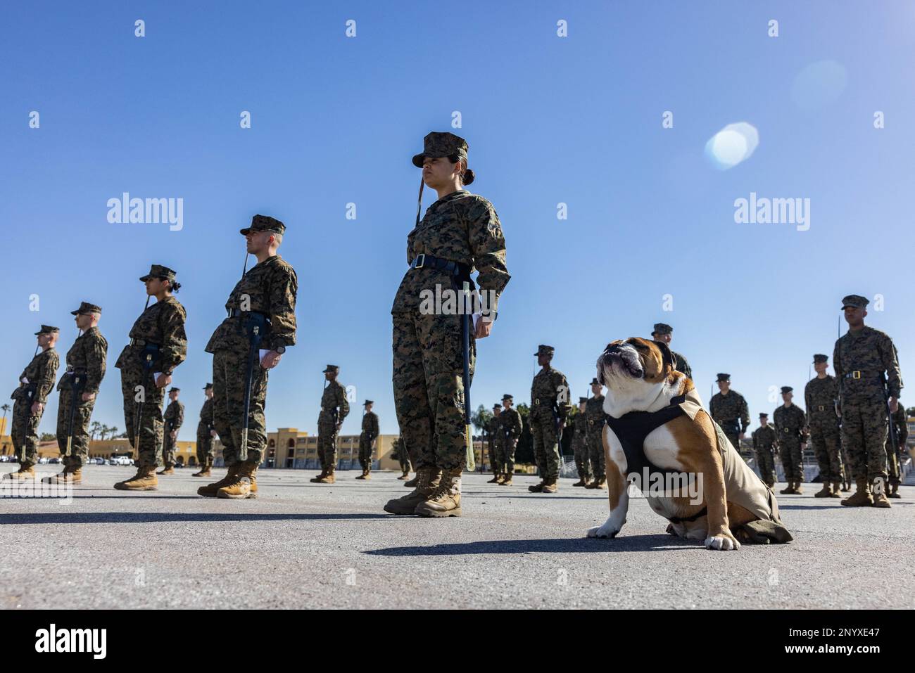 U.S. Marine Corps Cpl. Manny, the mascot of Marine Corps Recruit Depot ...