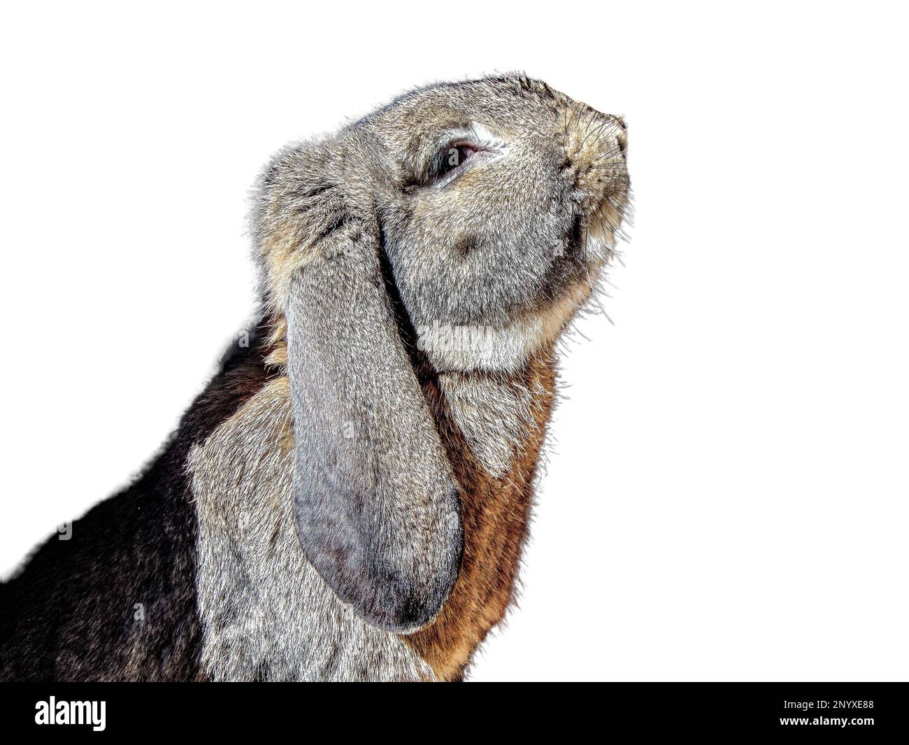 Rabbit isolated on white background Stock Photo - Alamy