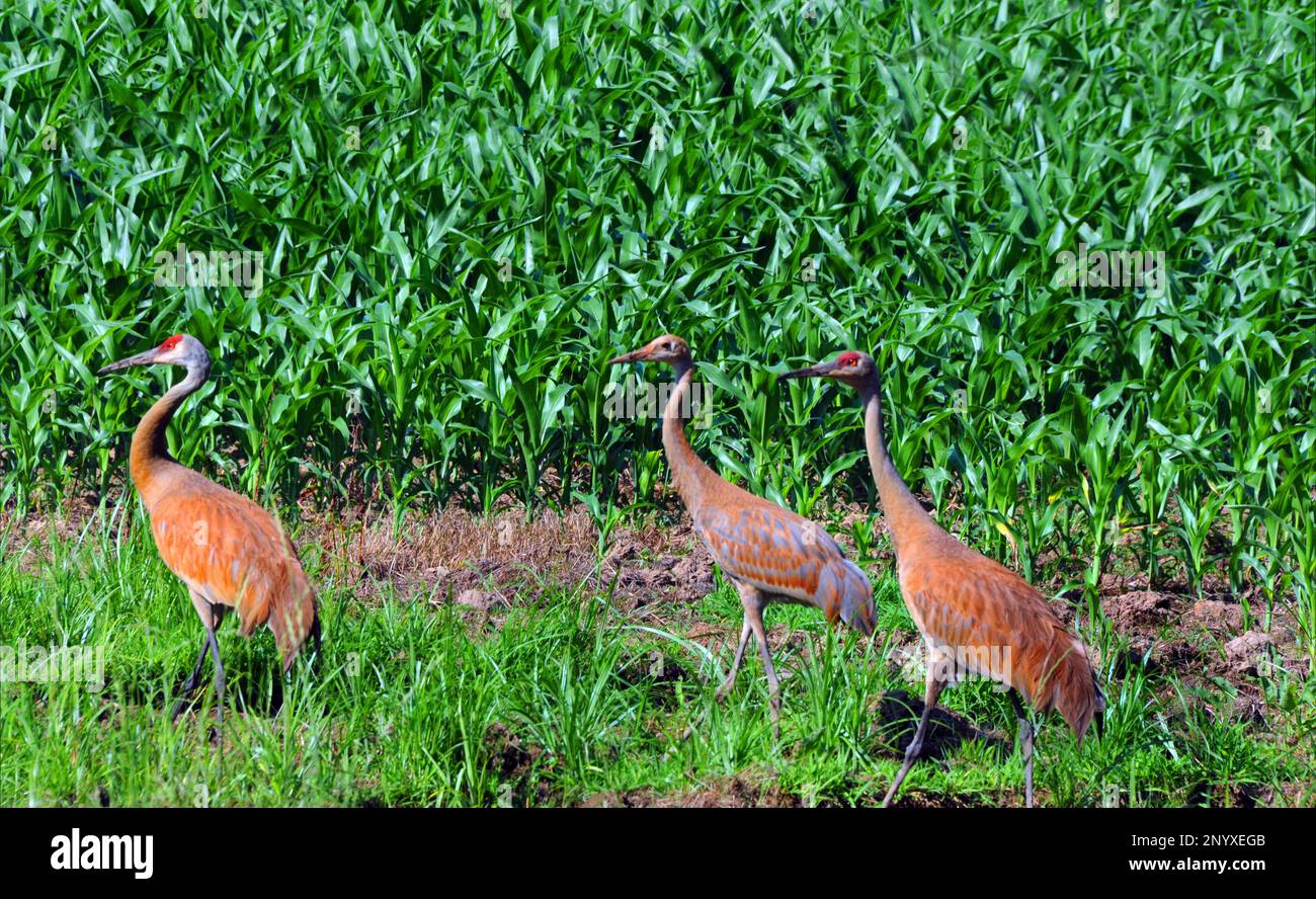 Three Sandhill Cranes visit a cornfield in Holland Michigan. They are ...