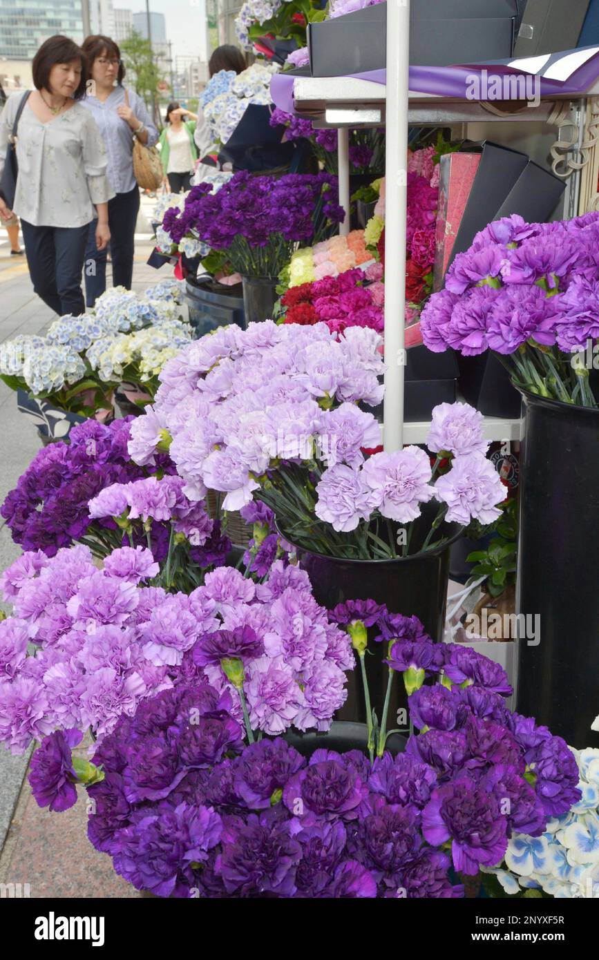 This photo shows blue carnation flowers "Moondust" at a flower shop in ...