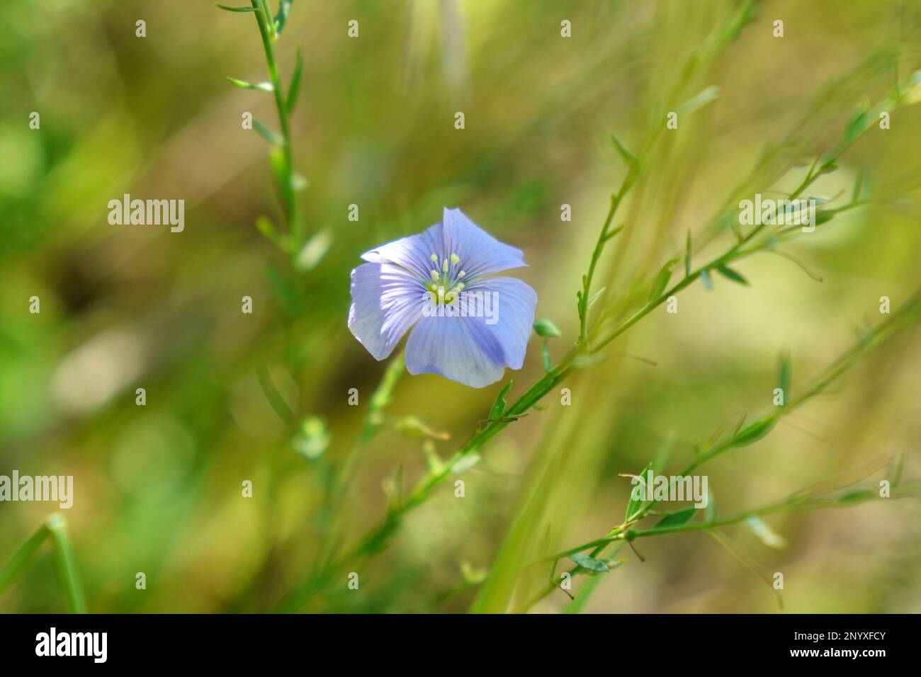 Flaxflowers hi-res stock photography and images - Alamy