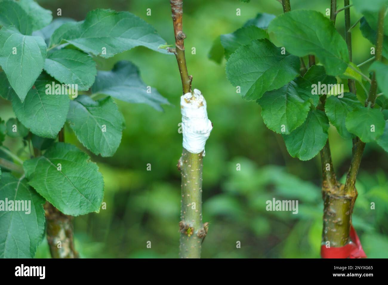 Live cutting fat grafting apple tree inc left with growing buds. Used ...