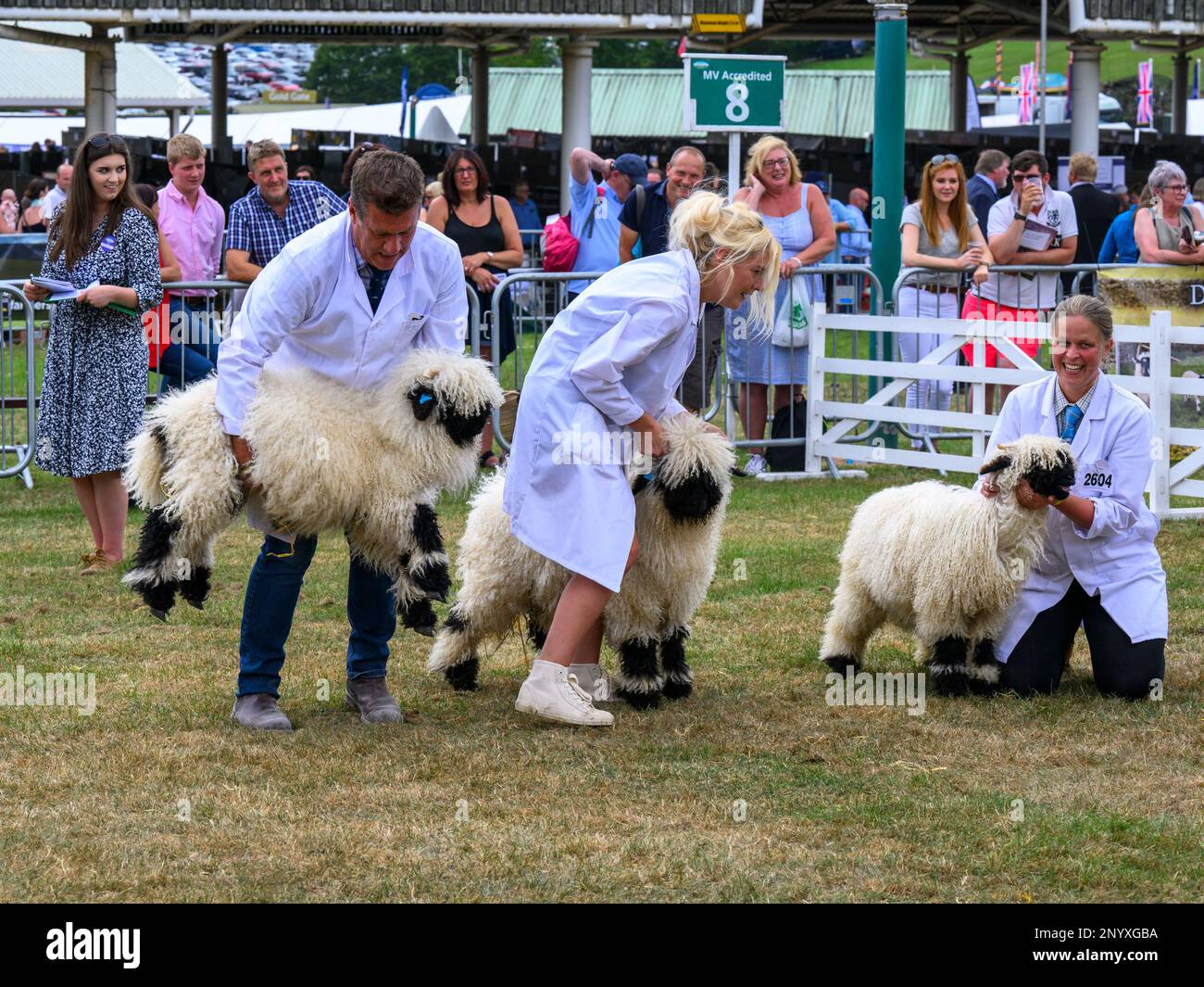 Cute young Valais Blacknose sheep (white shaggy fleece, black faces ...