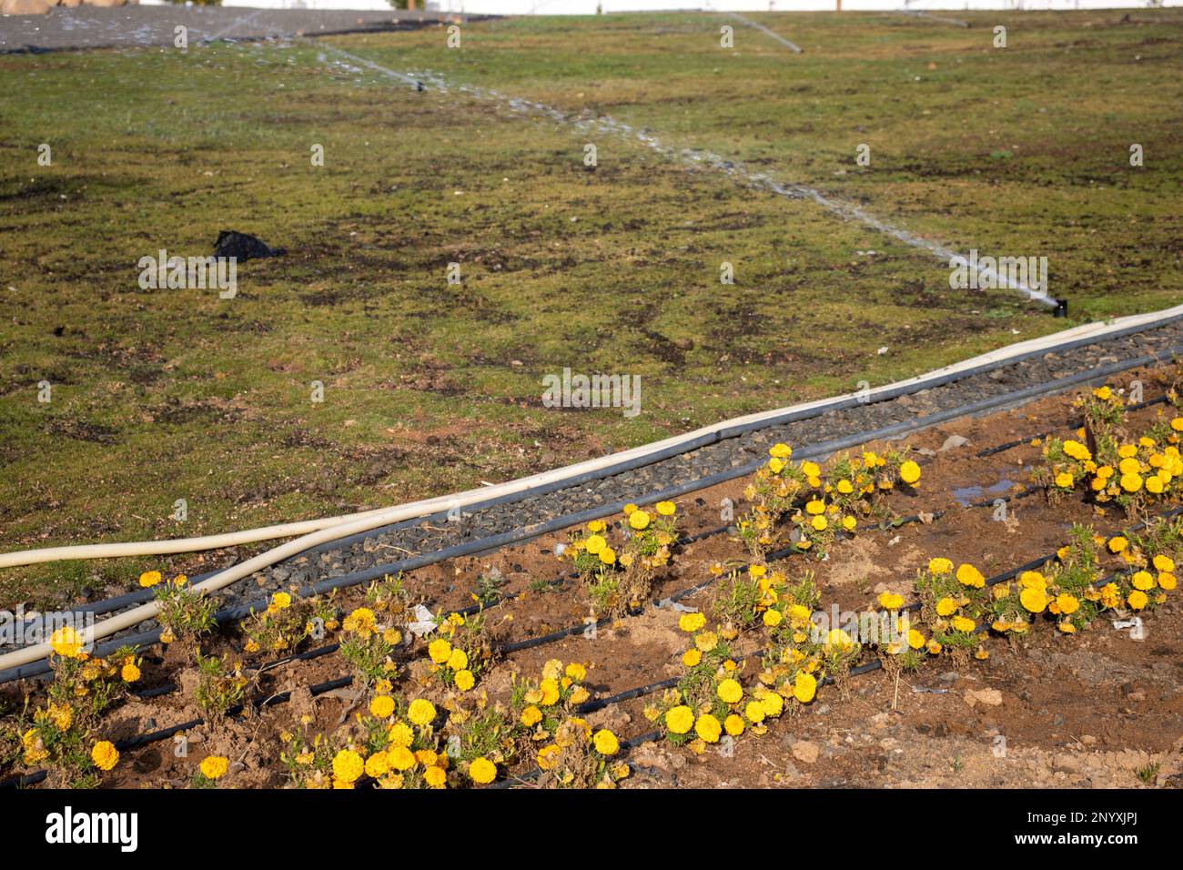 mass new planting of boarder plants with trickle drip irrigation Stock ...