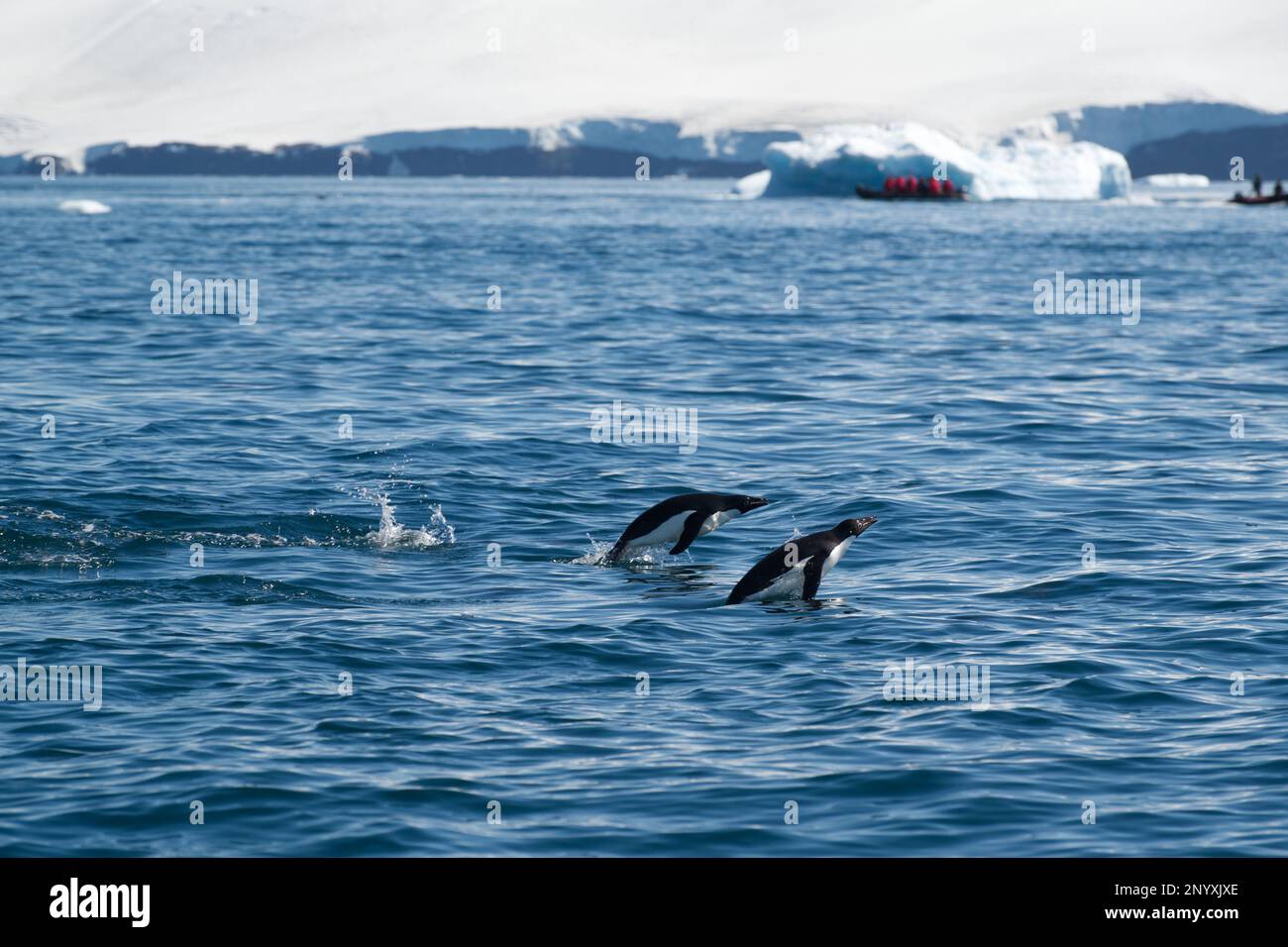 Adelie penguins swimming off Paulet Island - Antarctica Stock Photo - Alamy