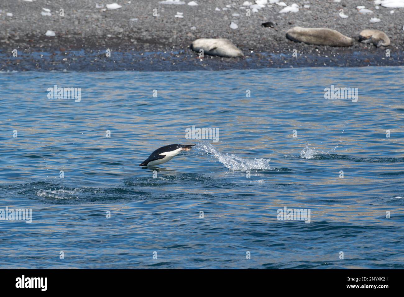 Adélie penguin swimming past Weddell seals - Antarctica Stock Photo - Alamy