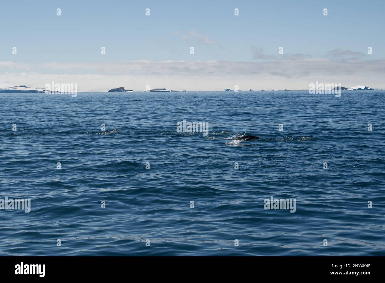 Adelie penguins swimming off Paulet Island - Antarctica Stock Photo - Alamy
