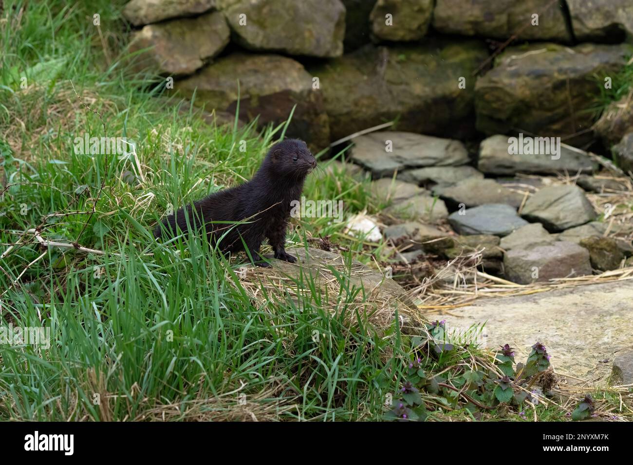American mink-Mustela vision Stock Photo - Alamy