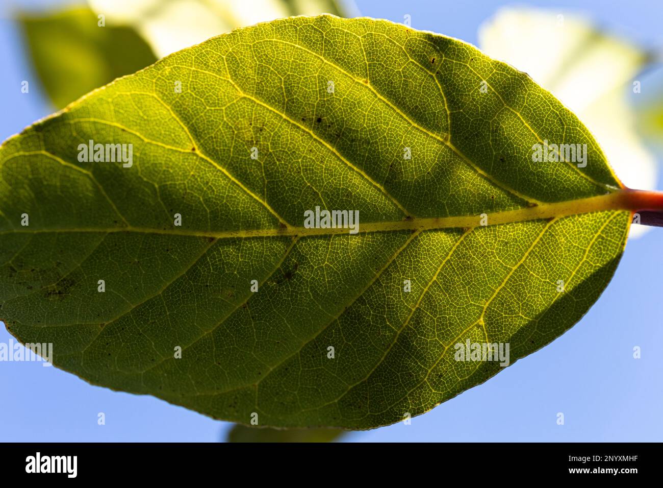 Sunlit bay leaf structure hi-res stock photography and images - Alamy
