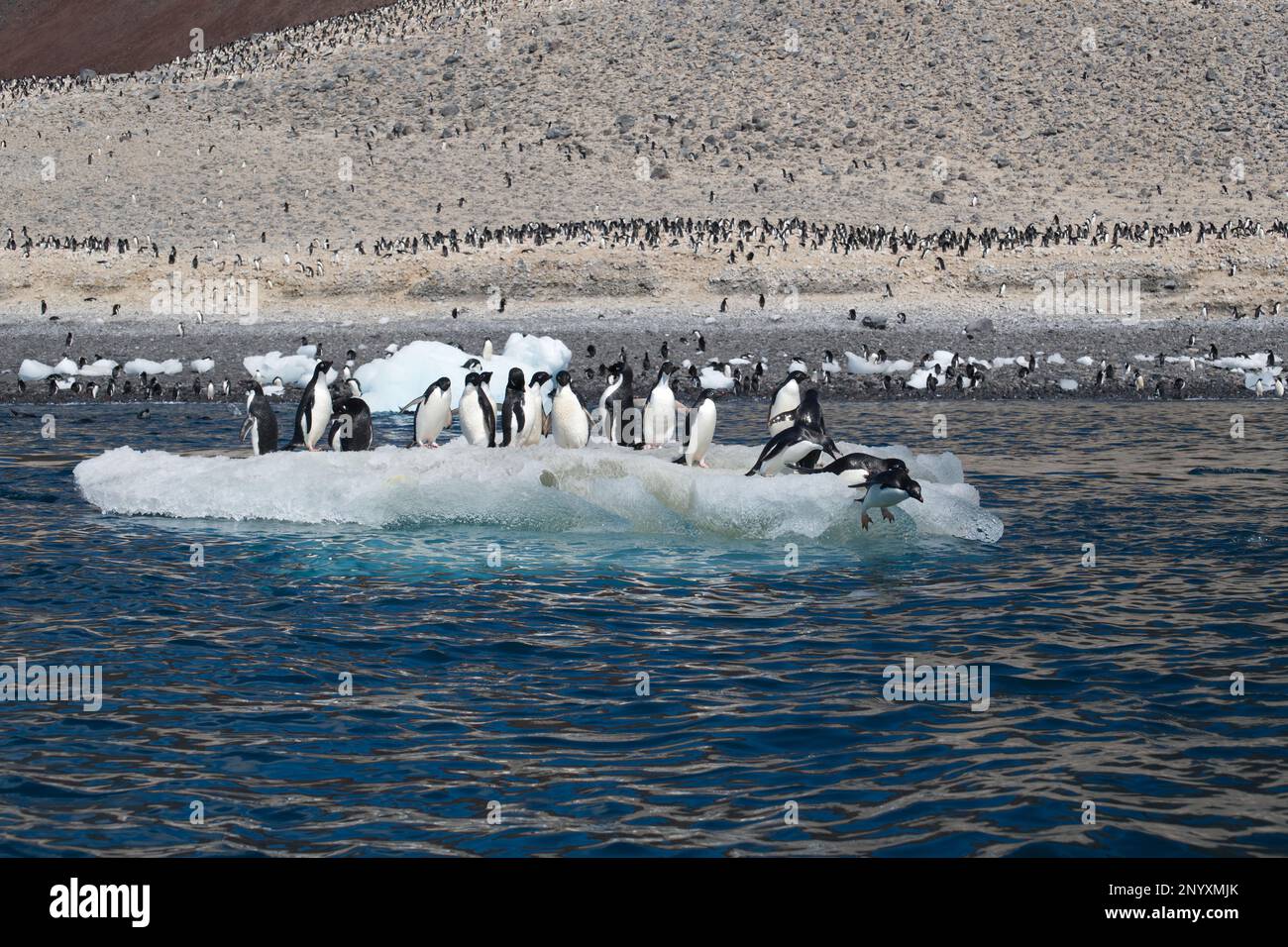 Penguin colony jumping off iceberg hi-res stock photography and images ...