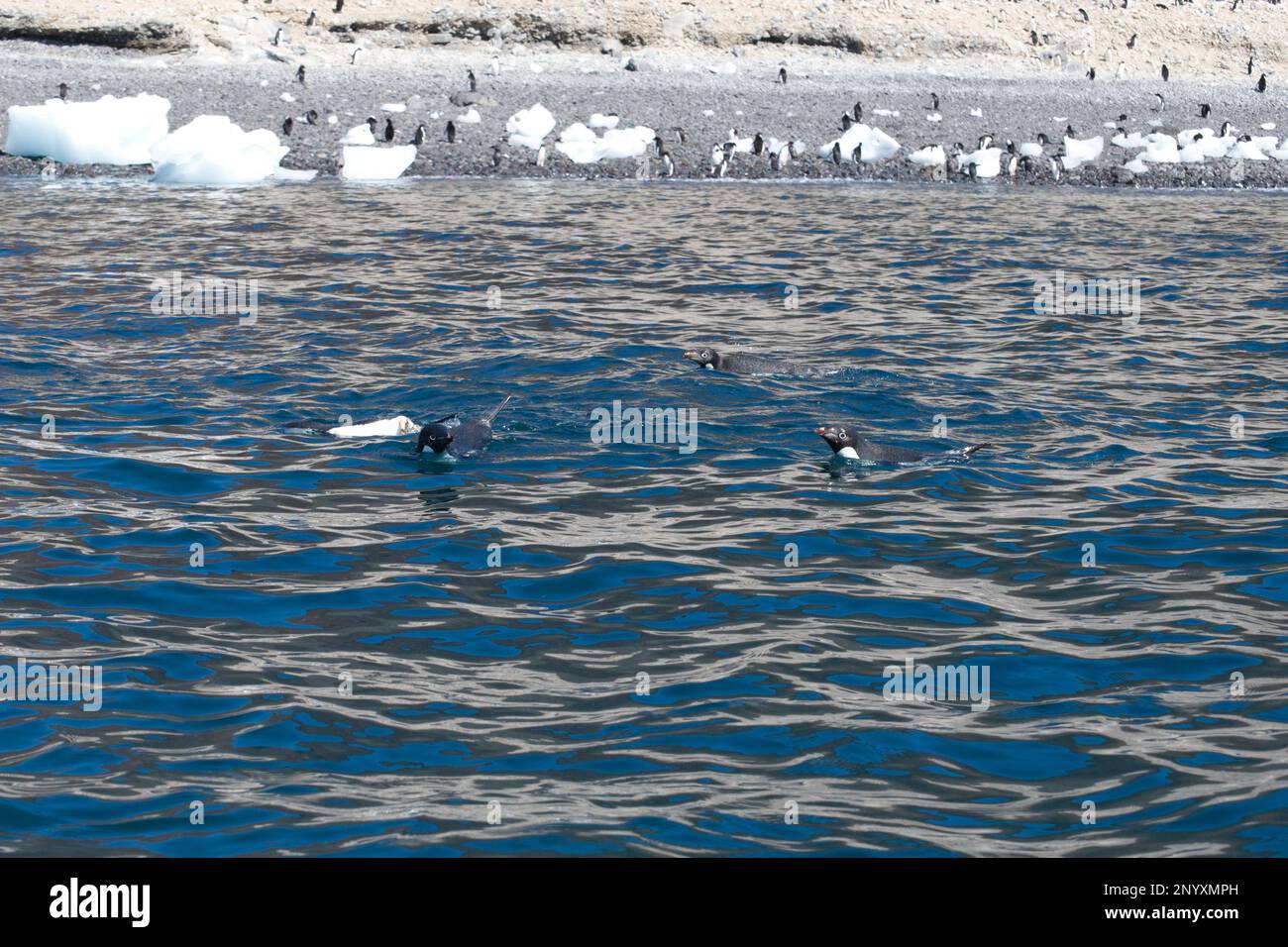 Adelie penguins jumping off iceberg hi-res stock photography and images ...