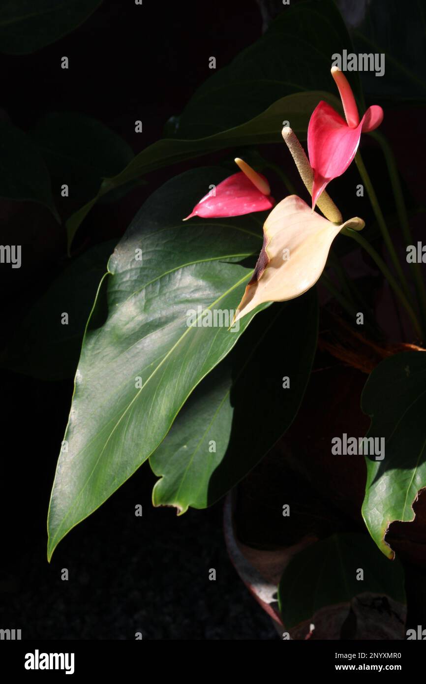 Anthurium flowers in a garden Stock Photo - Alamy