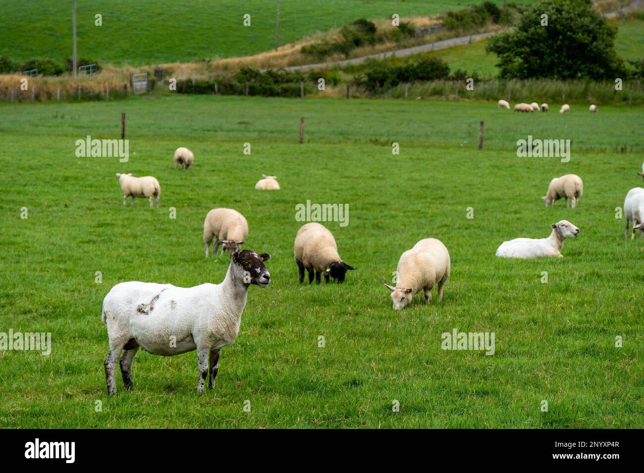 Cute sheep, field. Sheep on free grazing. Livestock farm, ecological ...